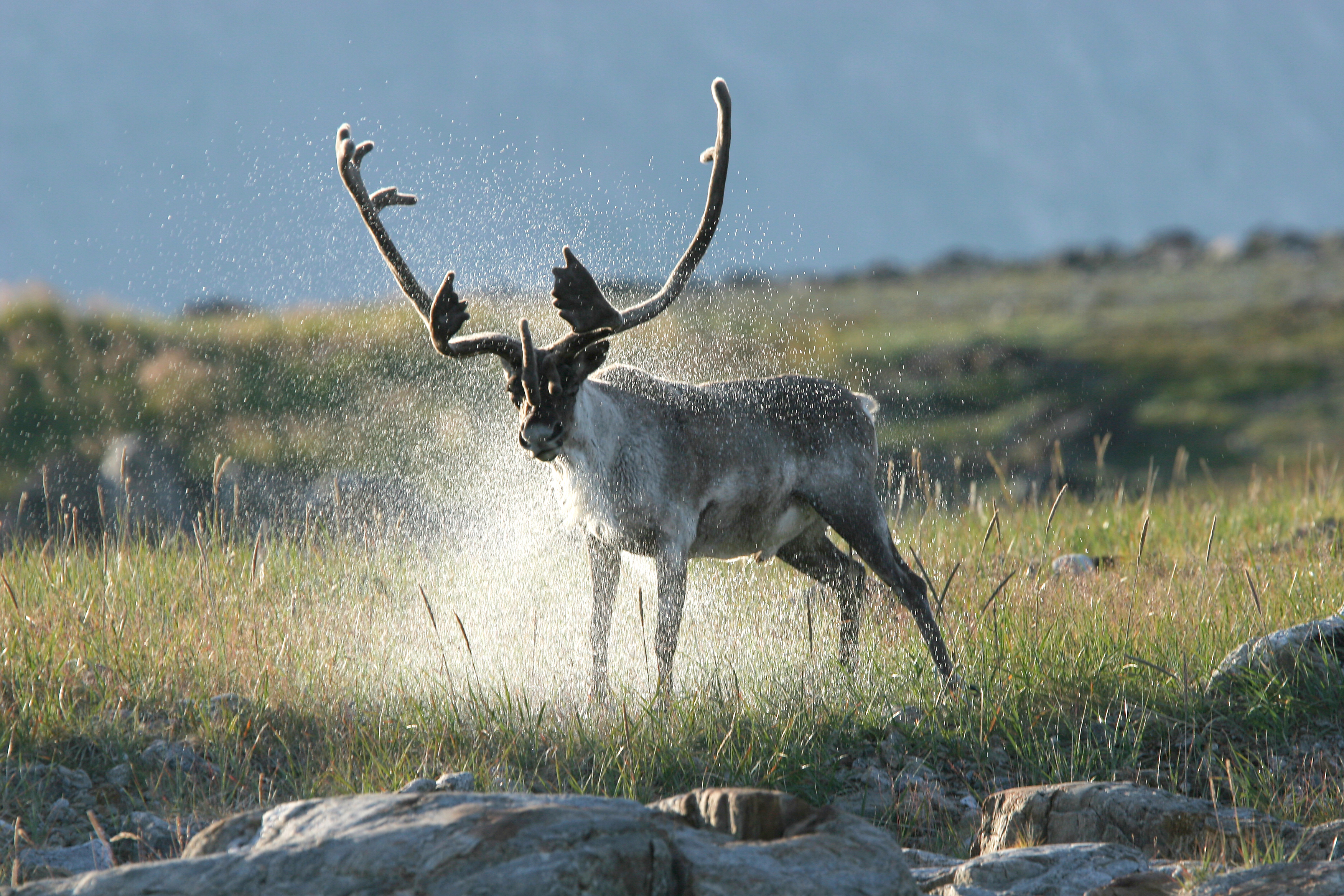 First Nations and Inuit join forces over caribou conservation ...