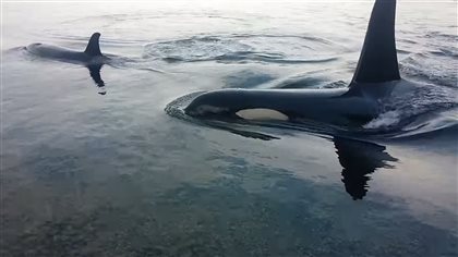 Rare video of orca whale belly-rub – RCI | English