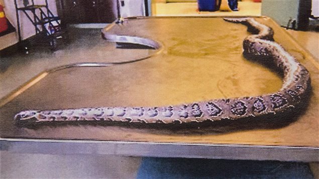 Python owner acquitted in deaths of little boys – RCI | English