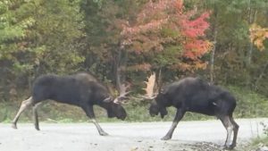 Moose lock horns, captured on video – RCI | English