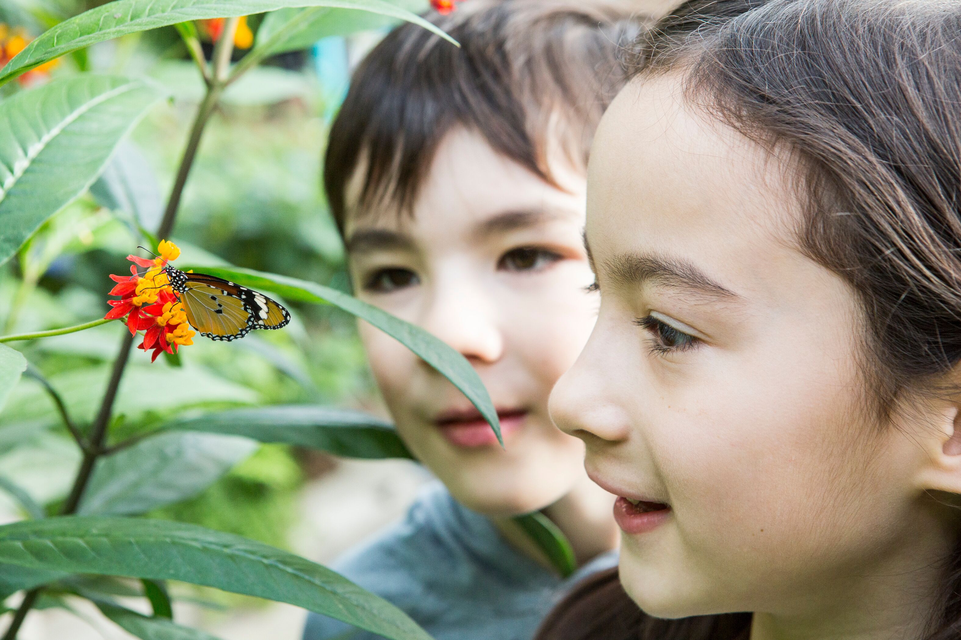 Butterflies to fly free in Montreal greenhouse – RCI | English