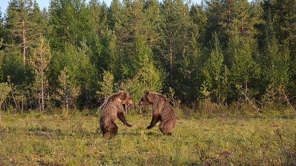 Bear-watching attracts tourists to east Finland – Eye on the Arctic