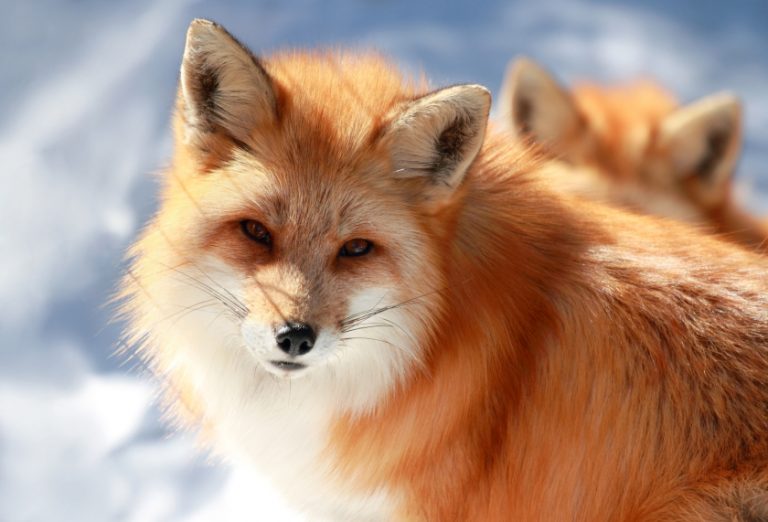 Red foxes conquering Alaska’s North Slope: study – Eye on the Arctic