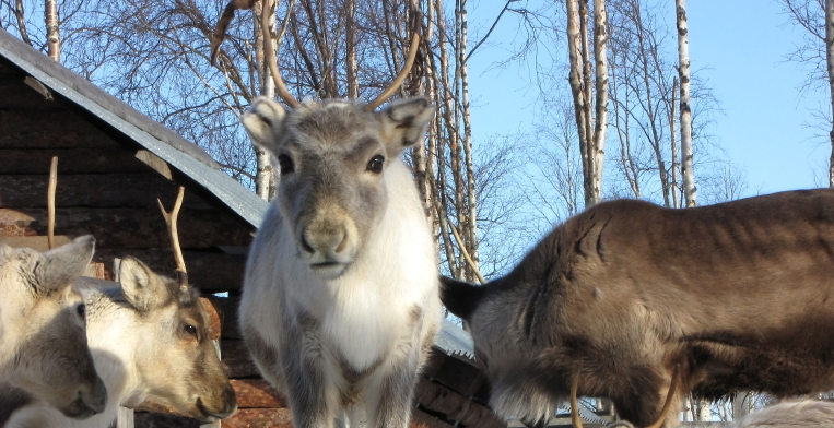 smallReindeer – Eye on the Arctic
