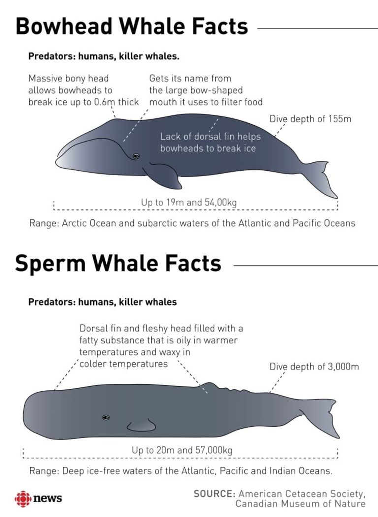 Sperm Whale Life Cycle