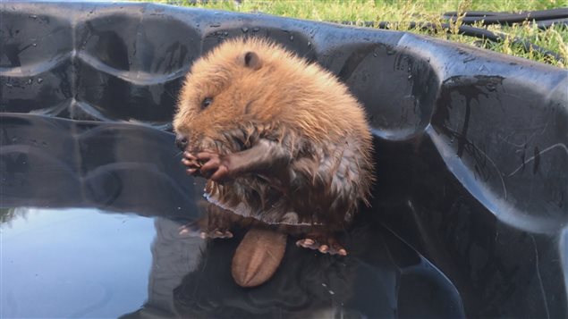 Calgary : Un bébé castor s’égare sur un terrain de golf – RCI | Français