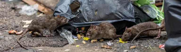 Plus de chantiers à Montréal… et plus de rats, deux à trois plus en ...